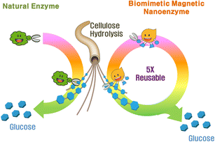 A Reusable Biomimetic Magnetic Nanoenzyme for Cellulosic Biomass ...