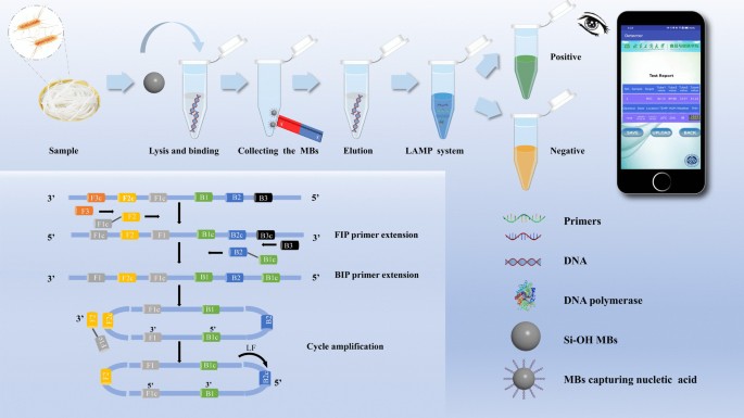 Colorimetric-LAMP-Based Visual Intelligent Detection for Rapid Identification of Burkholderia ...