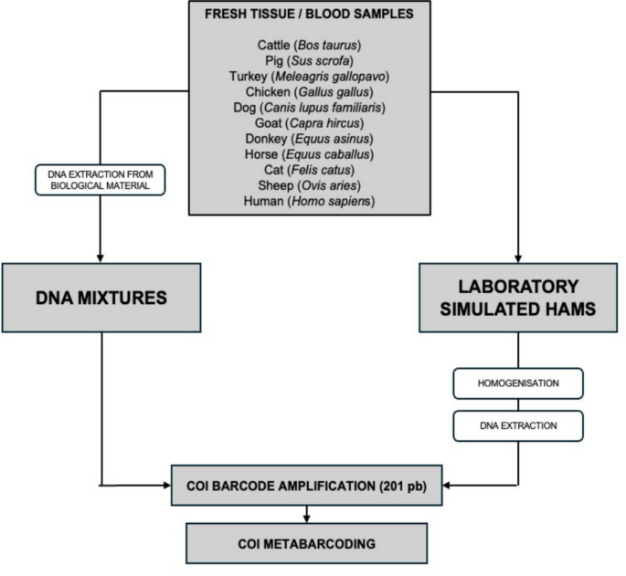 Development of a COI-Metabarcoding Approach for the Authentication of ...