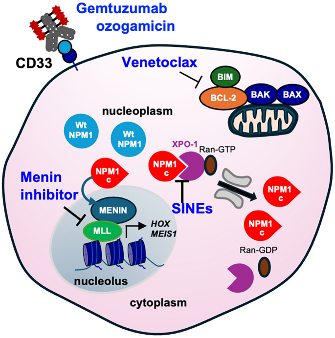 Recent advances in AML with mutated NPM1 | International Journal of ...