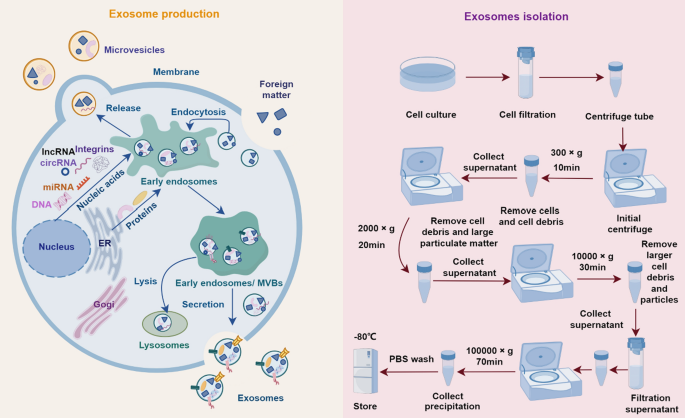 Exosomes and Macrophages: Bidirectional Mutual Regulation in the ...