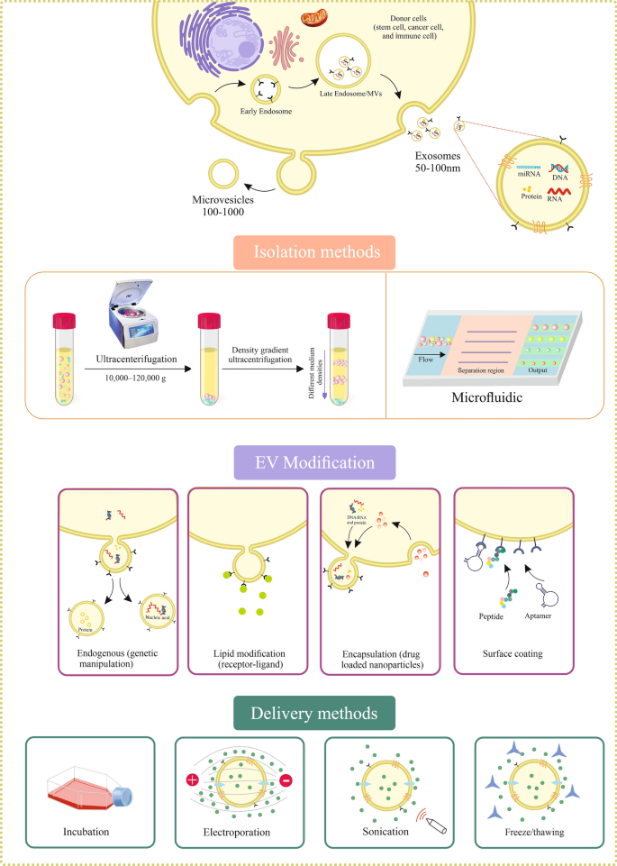 Engineered Extracellular Vesicles for Targeted Paclitaxel Delivery in ...
