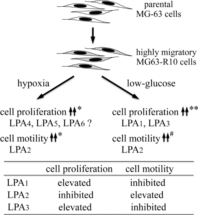 Lysophosphatidic Acid (LPA) Receptor Signaling Promotes the Adaptation ...