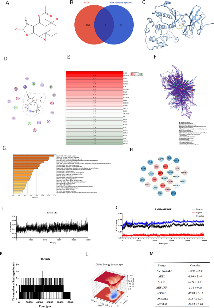 Epitulipinolide diepoxide induces apoptosis in bladder cancer cells by ...