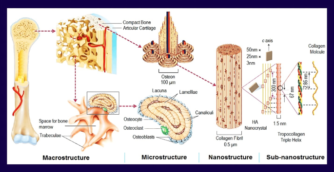 Exploring the Frontier of Space Medicine: The Nexus of Bone ...