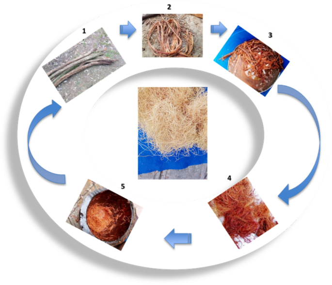 Modification of Natural Cellulosic Fibers from Neuropeltis Accuminatas ...
