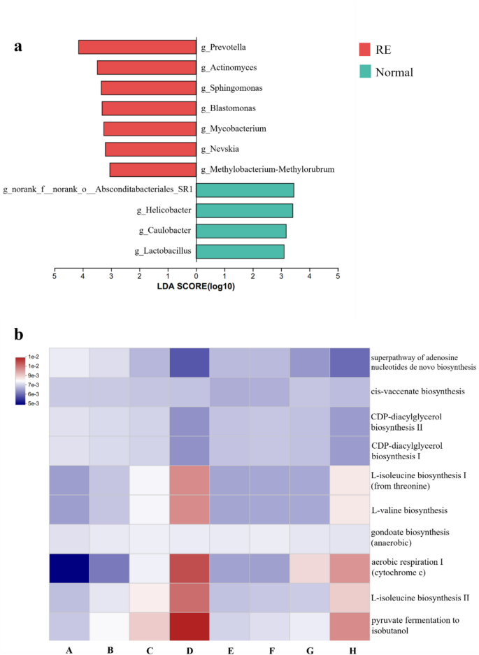 Segmental analysis of esophageal and gastric fundus microbiome ...