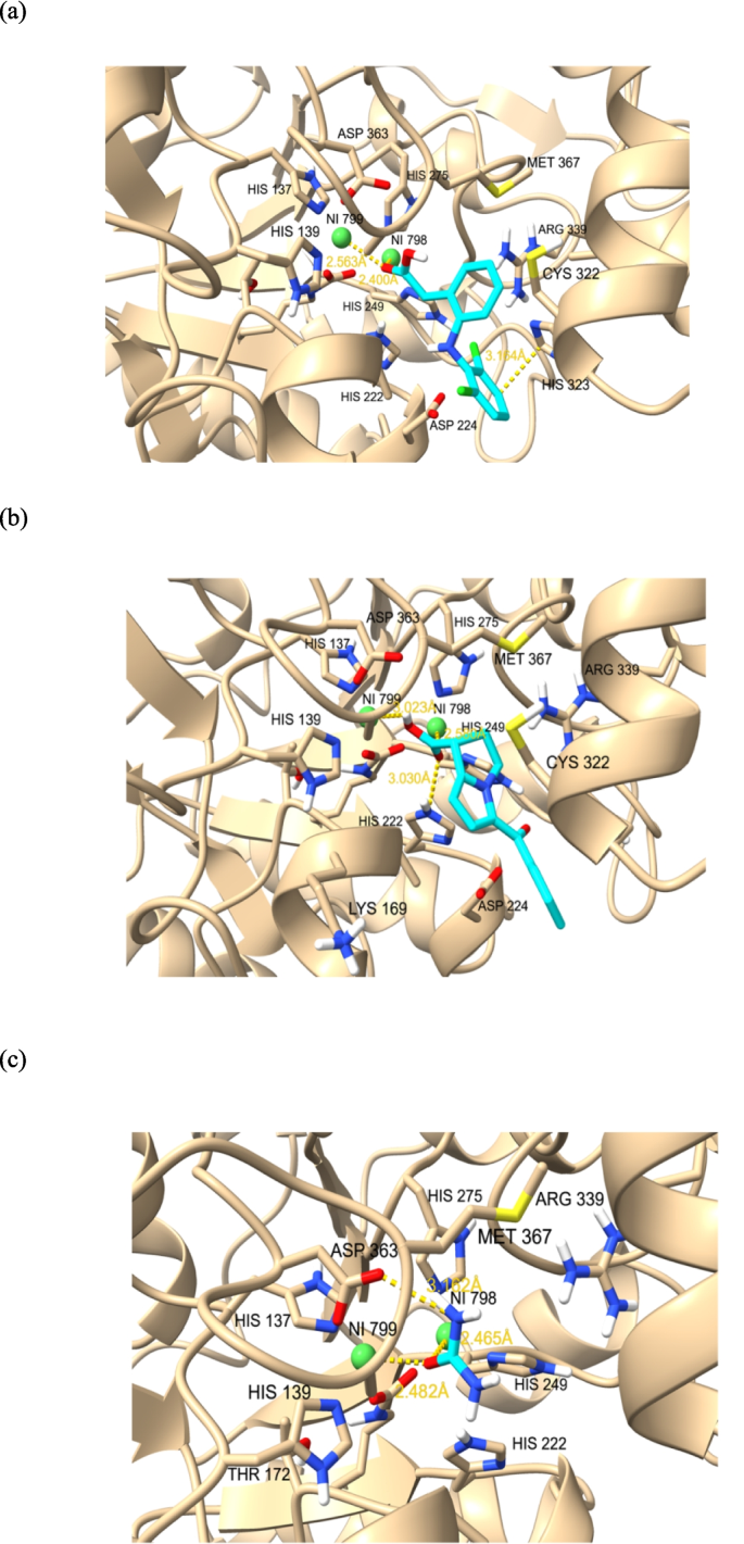 The anti-inflammatory drugs diclofenac and ketorolac inhibit urease ...