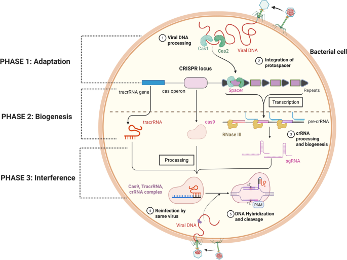 Phage therapy and its role in cancer treatment and control | Folia ...