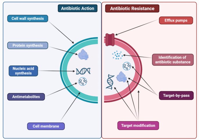 Pseudomonas spp. and antimicrobial resistance: unlocking new horizons ...