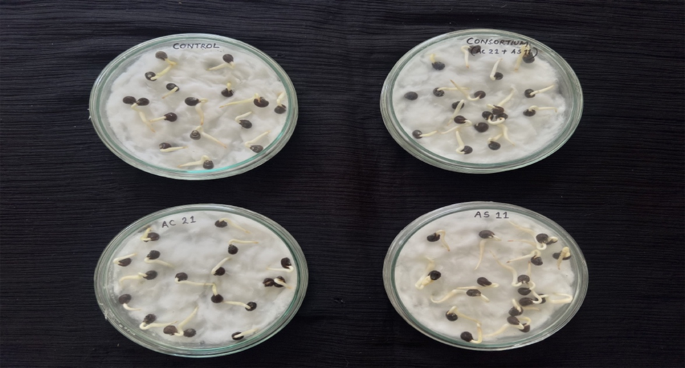 Enhancing okra tolerance to salinity stress: role of PGPR and ...