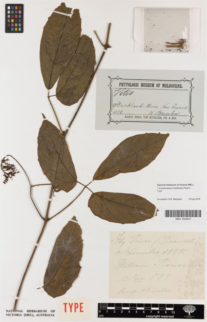 Taxonomic revision of Ampelocissus (Vitaceae) in New Guinea | Kew ...