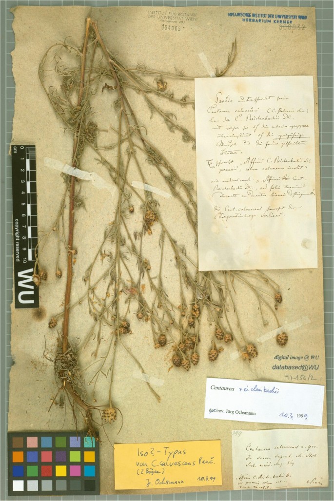 Nomenclatural notes on Centaurea reichenbachii DC. (Asteraceae) | Kew ...