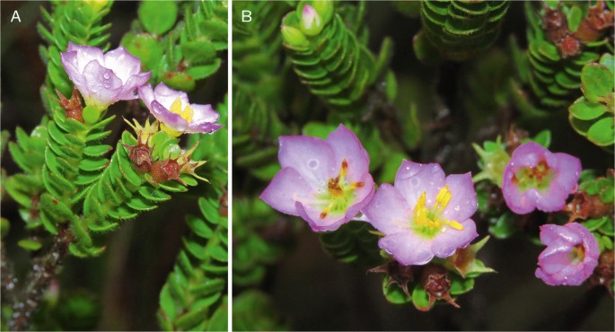 Microlicia inconspicua (Melastomataceae: Lavoisiereae), an overlooked ...