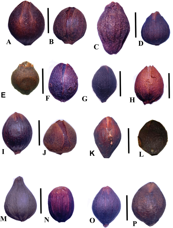 Typification and nomenclatural notes on the Mexican and Central ...