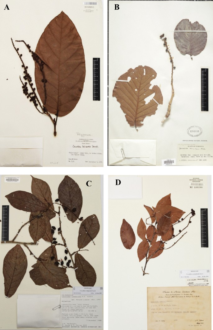 Typification and nomenclatural notes on the Mexican and Central ...