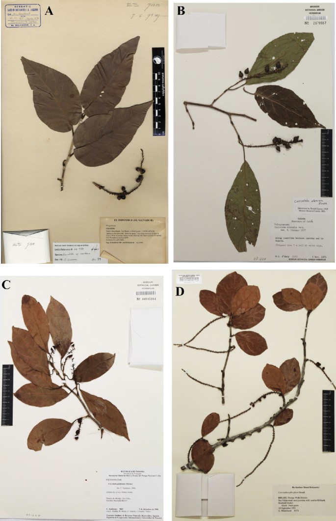 Typification and nomenclatural notes on the Mexican and Central ...