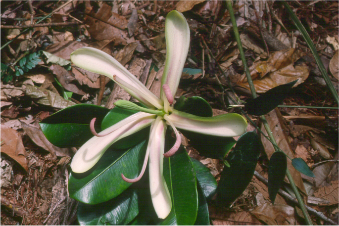 A new species of Lorostemon (Clusiaceae) from the eastern Amazonia ...