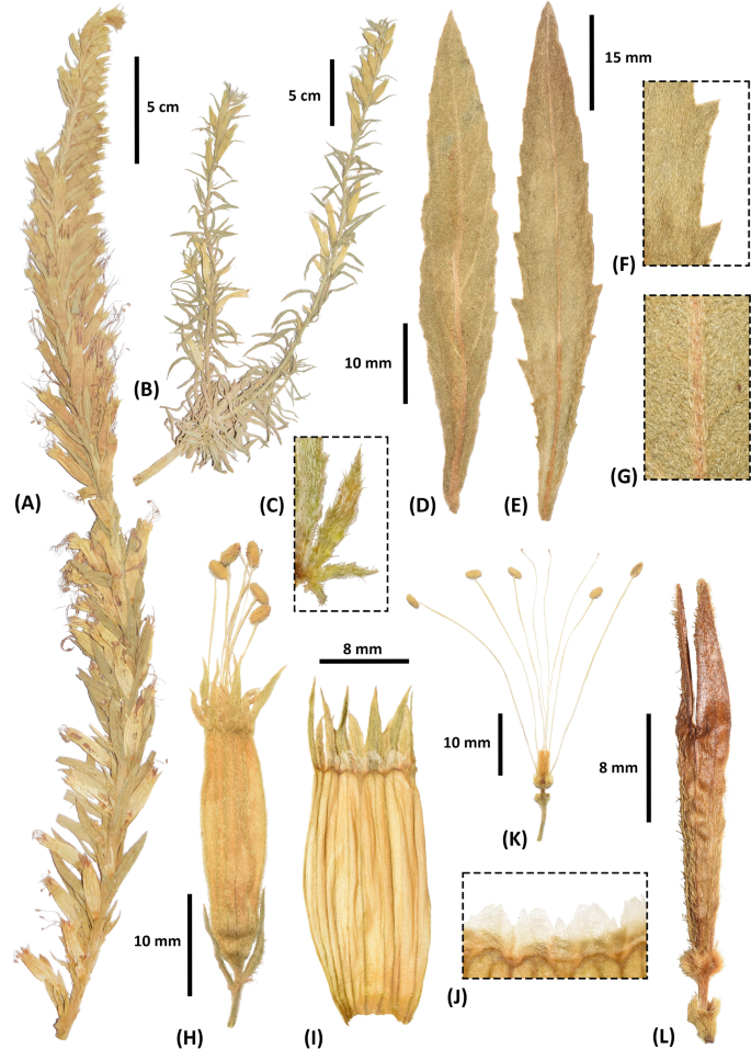 Malesherbia anxia (Passifloraceae, Malesherbioideae), una nueva especie ...
