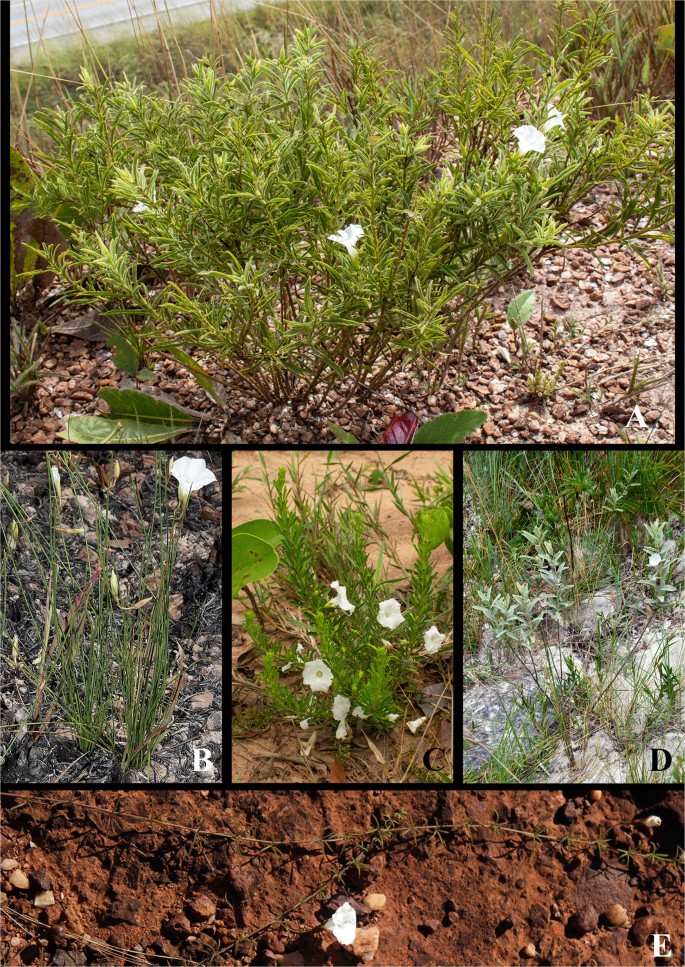 Distimake caespitosus (Convolvulaceae), a new erect species from the ...