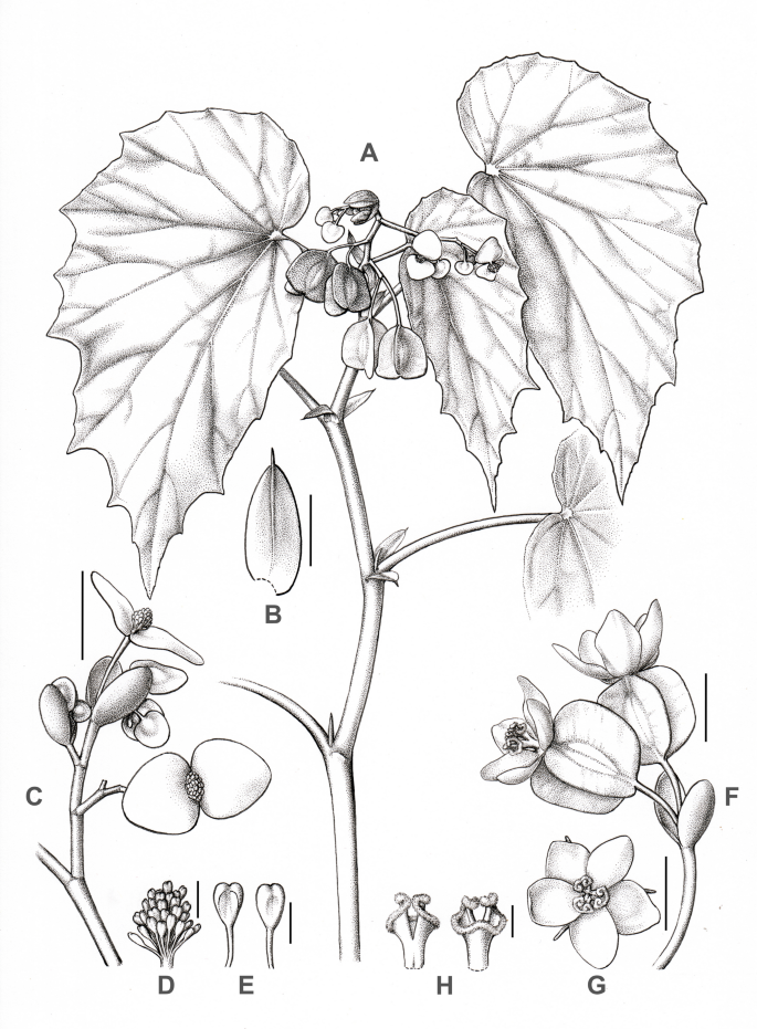 Hiding in plain sight: Two new species of Begonia section Petermannia ...
