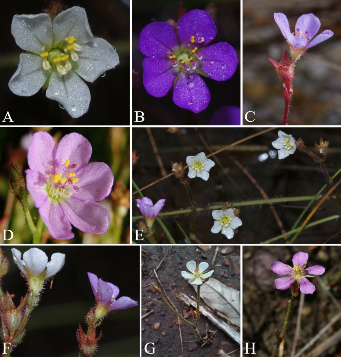 Uncovering the forgotten: Noterophila oblita (Melastomataceae ...