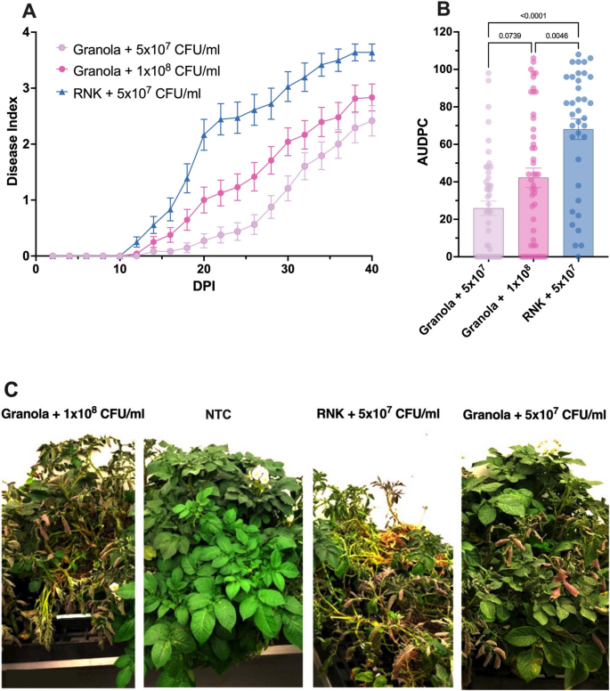 Potato Cv. ‘Granola’ Has Moderate Tolerance for Bacterial Wilt Disease ...