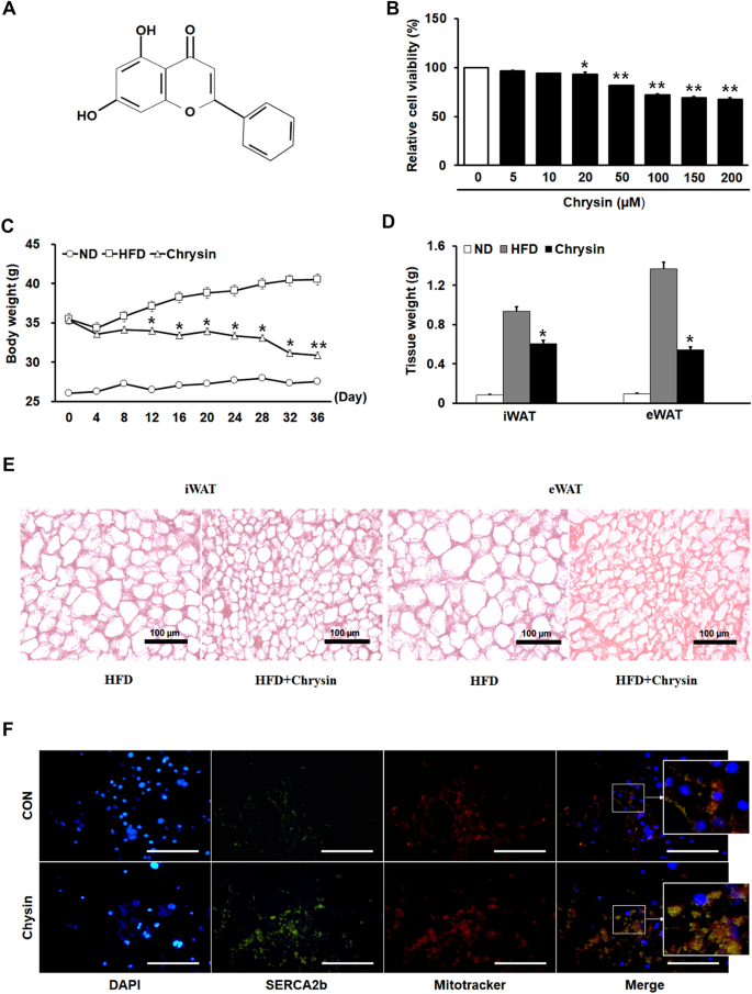 Chrysin stimulates UCP1-independent thermogenesis in 3T3-L1 adipocytes ...