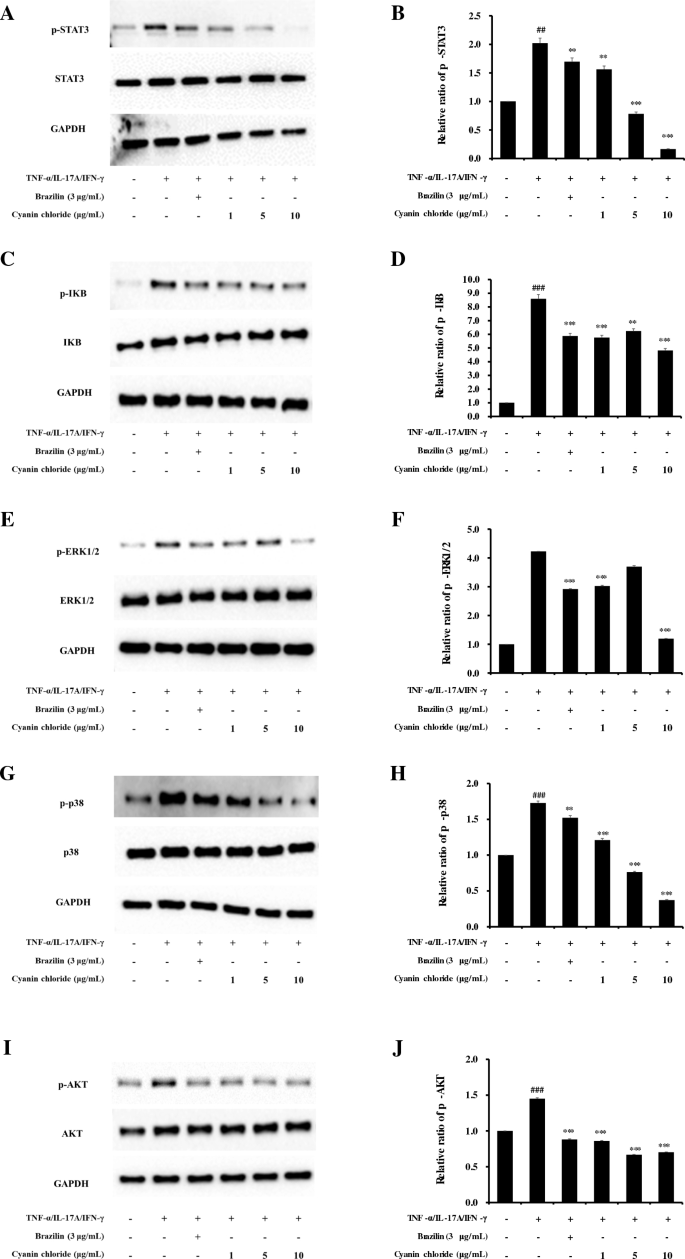 Anti-inflammatory and skin barrier regulation of cyanin chloride in TNF ...