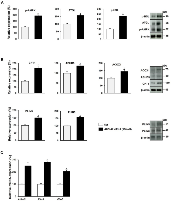 ATP1A2 negatively regulates myogenic differentiation and thermogenesis ...