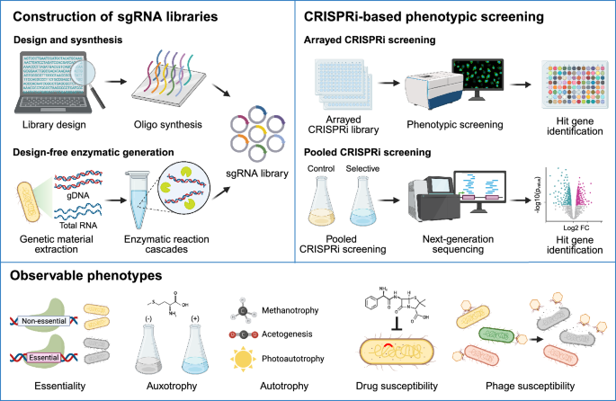 CRISPRi-based phenotypic screening in bacteria: technologies ...