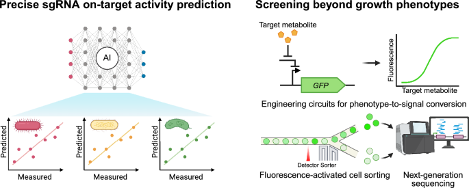 CRISPRi-based phenotypic screening in bacteria: technologies ...