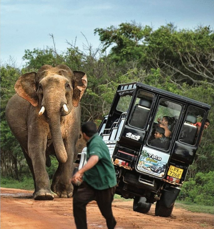 Case Series Analysis of Wild Elephant Attack-Related Trauma Victims at ...