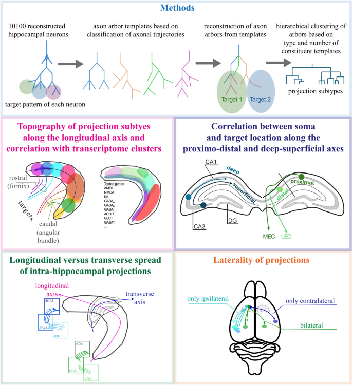 Disentangling the Hippocampal Projectome | Neuroscience Bulletin