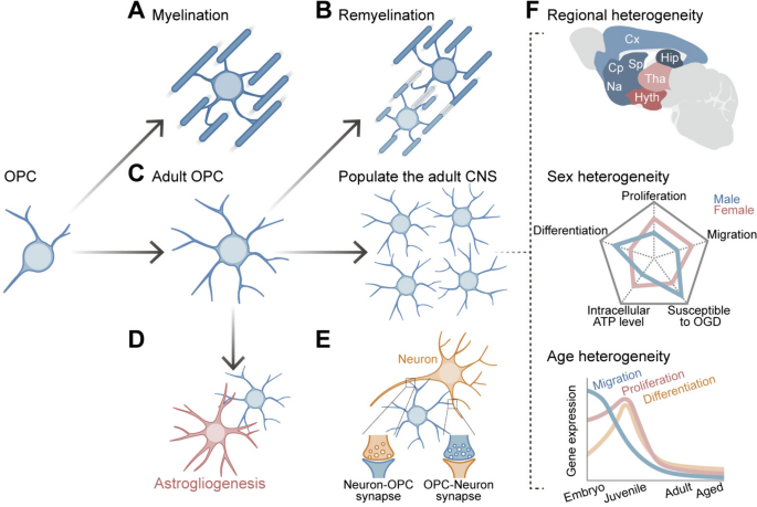 A New Acquaintance of Oligodendrocyte Precursor Cells in the Central ...