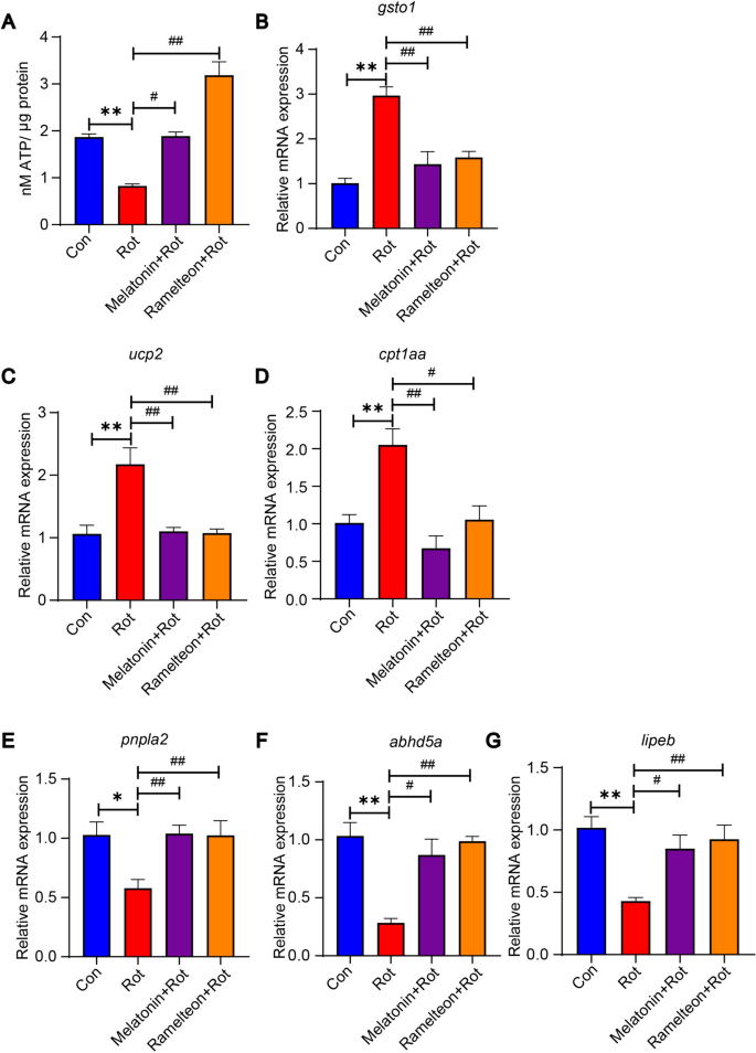 Melatonin Ameliorates Abnormal Sleep-Wake Behavior via Facilitating ...