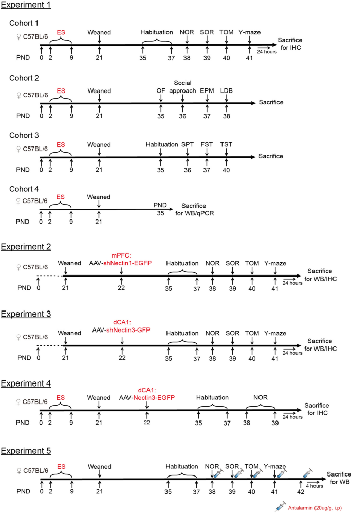 Dorsal CA1 NECTIN3 Reduction Mediates Early-Life Stress-Induced Object ...