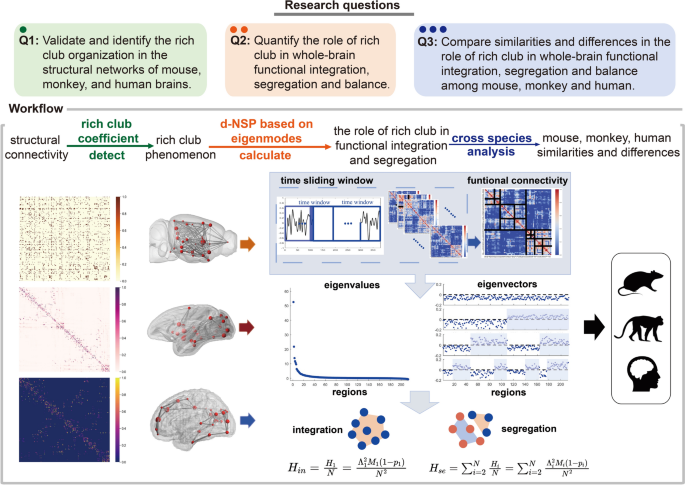 Evolution of the Rich Club Properties in Mouse, Macaque, and Human ...