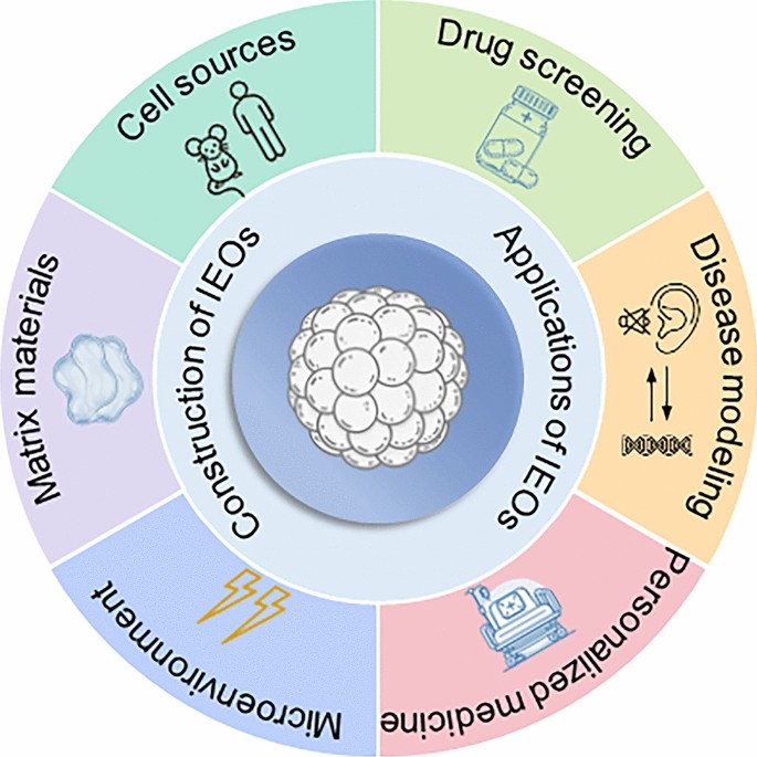 Inner Ear Organoids: A Hydrogel-Based Platform for Drug Screening and ...