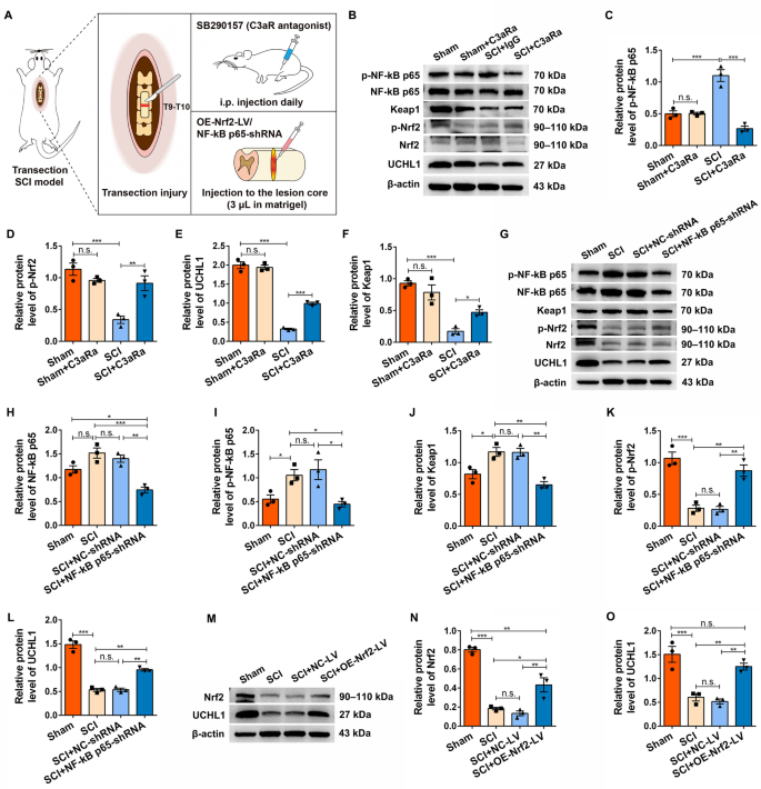 Complement C3a Suppresses Spinal Cord Neural Stem Cell Activation by ...