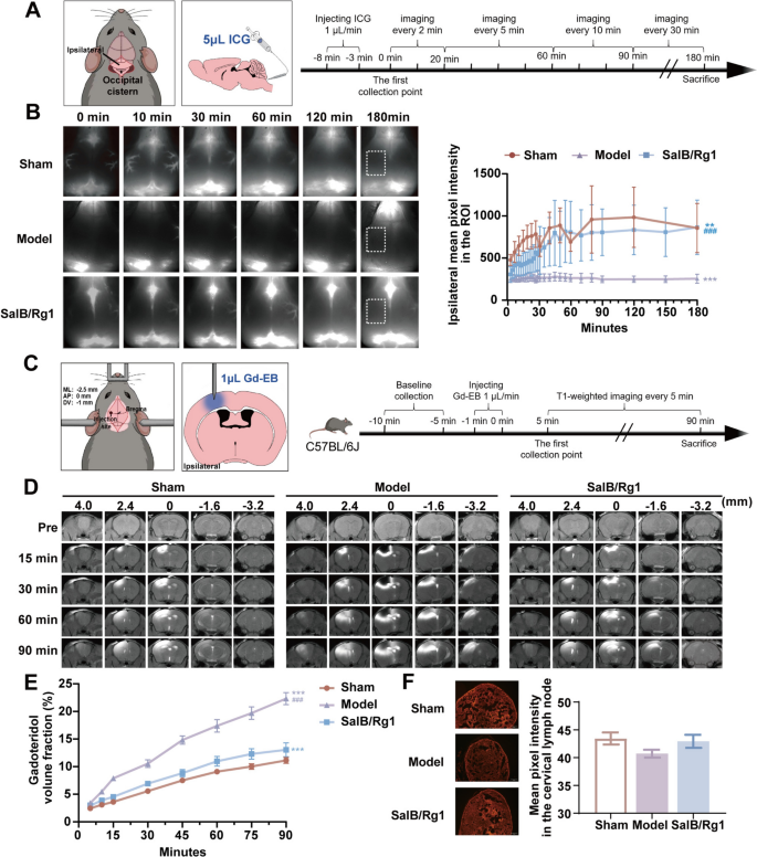 Salvianolic Acid B and Ginsenoside Rg1 Combination Attenuates Cerebral ...