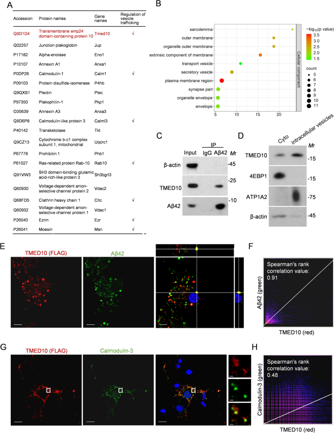 Identification of TMED10 as A Regulator for Neuronal Exocytosis of ...