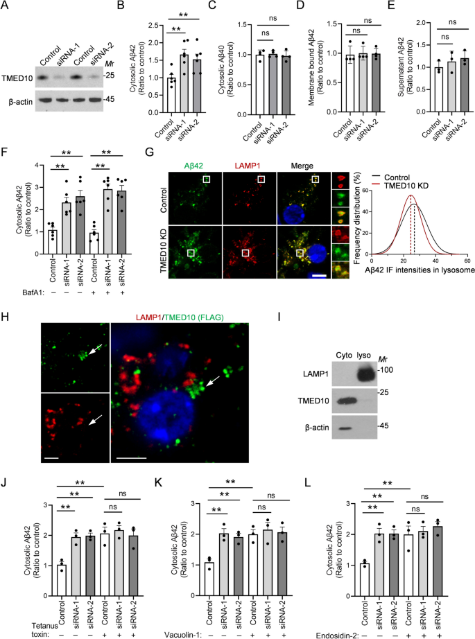 Identification of TMED10 as A Regulator for Neuronal Exocytosis of ...