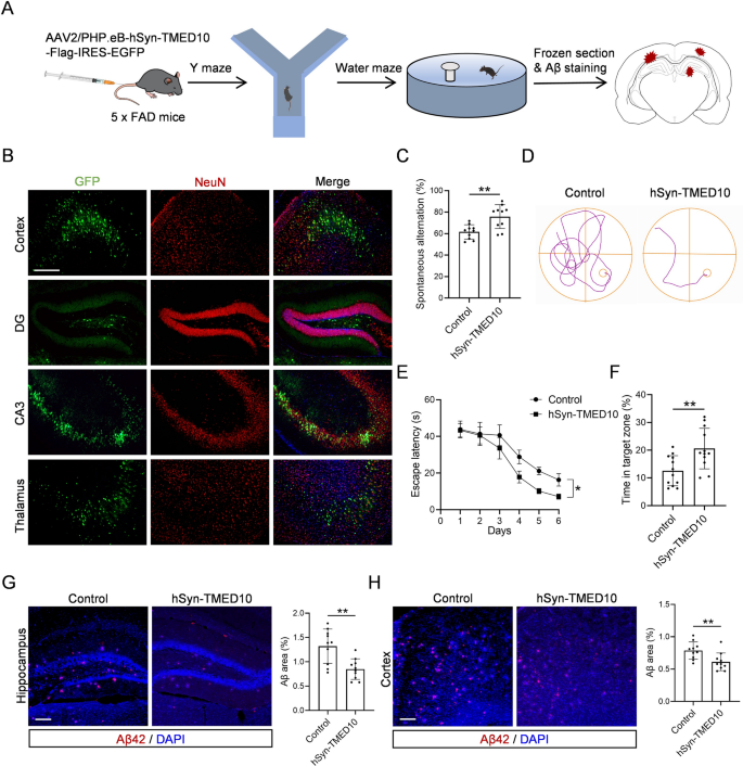 Identification of TMED10 as A Regulator for Neuronal Exocytosis of ...