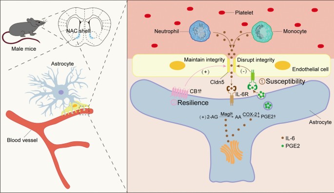 Astrocytic Cannabinoid Receptor 1 Governs Stress Resilience by ...