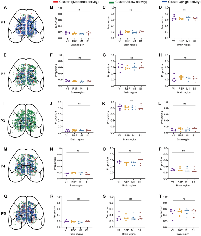Unbiased Segmentation and Multifeature Classification of Cortical ...