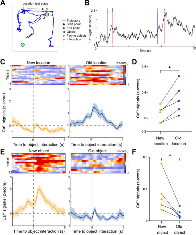 The Dorsal CA2 to Ventral CA1 Circuit Contributes to Spatial and ...