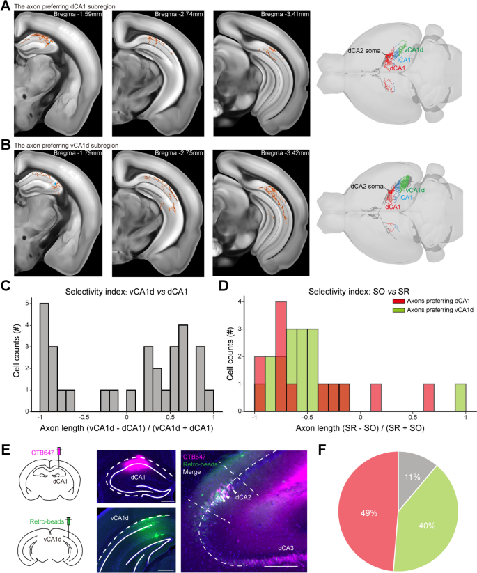 The Dorsal CA2 to Ventral CA1 Circuit Contributes to Spatial and ...