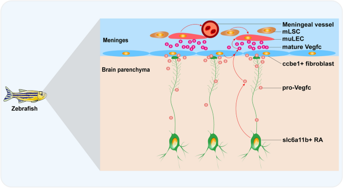 Neural-Activity-Regulated Development of Meningeal Lymphatic System in ...