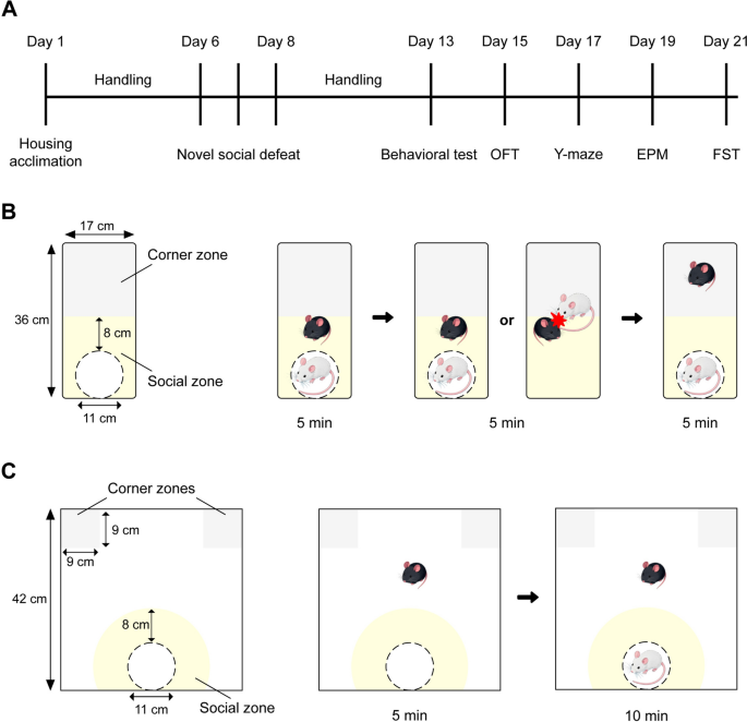 Standardized Protocol for Novel Social Defeat-Induced Specific Social ...